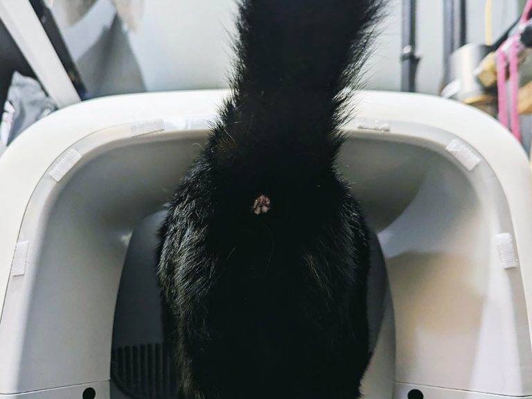 Get It Off! When Poop Gets Stuck On Your Cat's Bum · Good As Mew