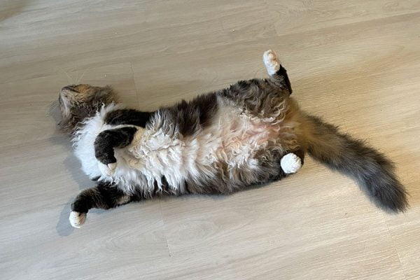 Get It Off! When Poop Gets Stuck On Your Cat's Bum · Good As Mew
